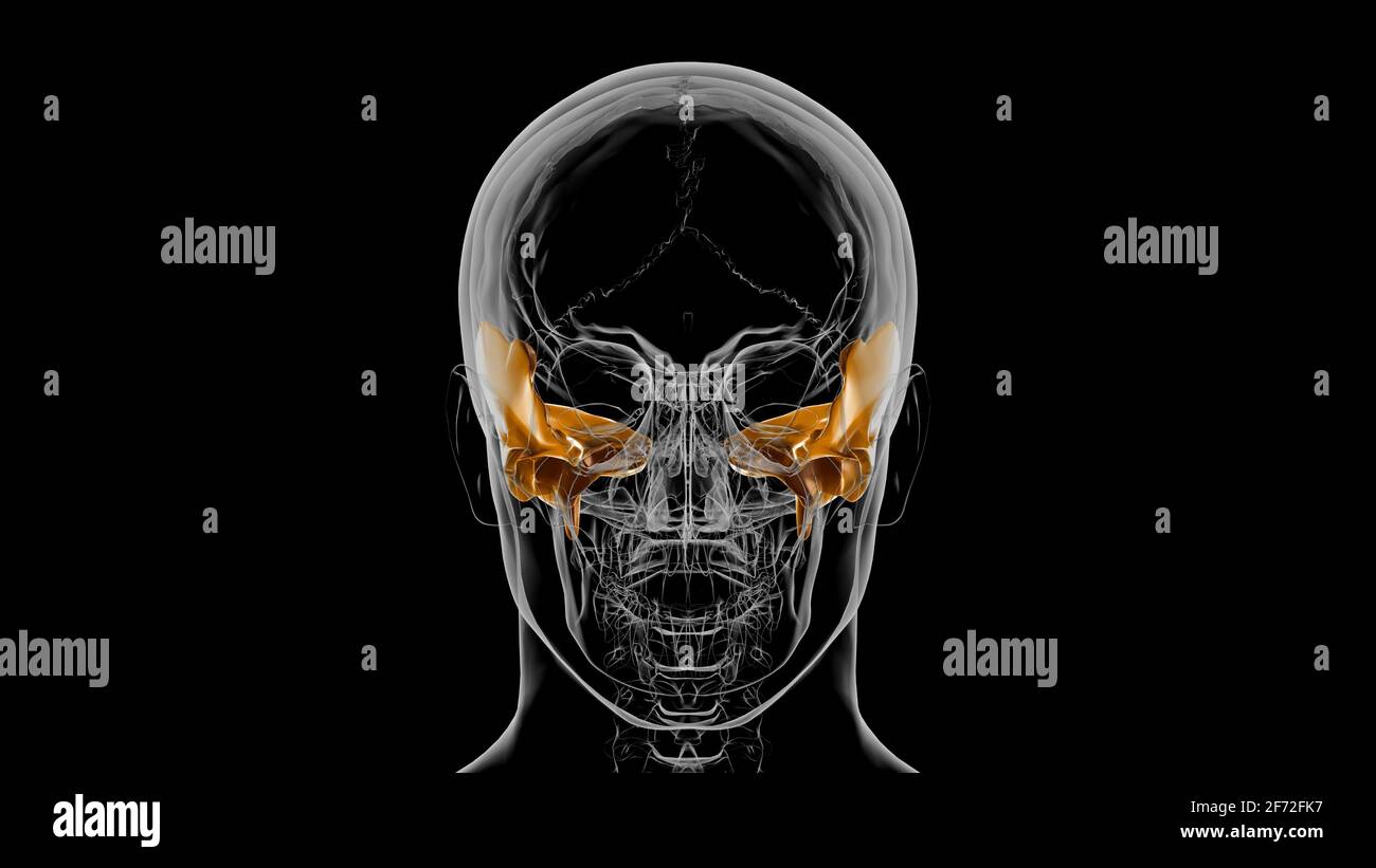 Human Skeleton Skull Temporal Bone Anatomy For Medical Concept 3D ...