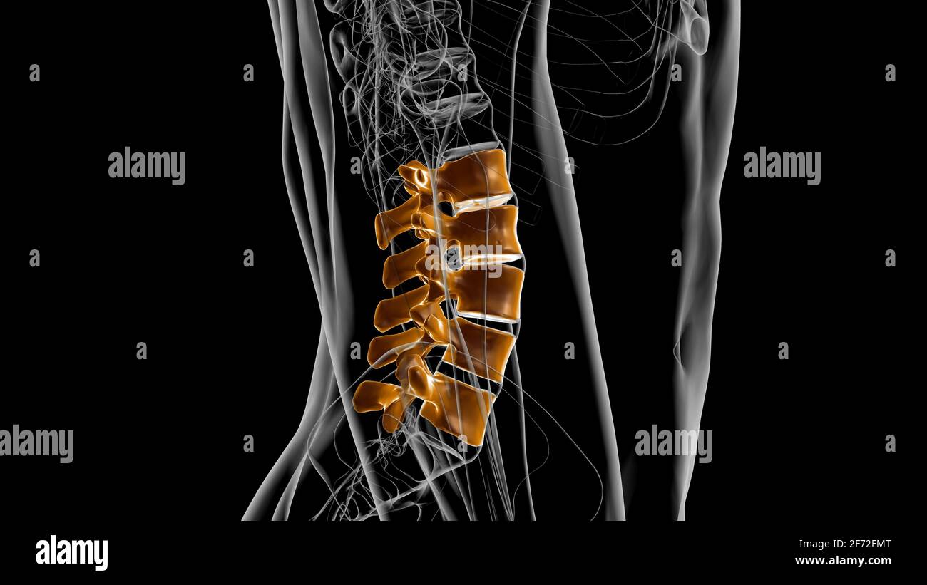 Human Skeleton Vertebral Column Lumbar Vertebrae Anatomy 3D ...