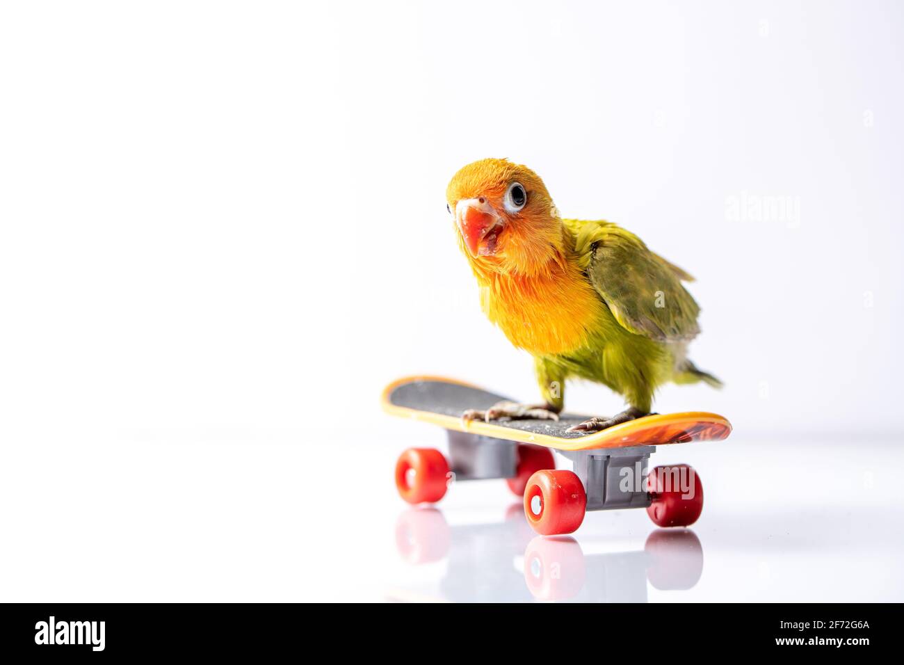 Skate bird hi-res stock photography and images - Alamy