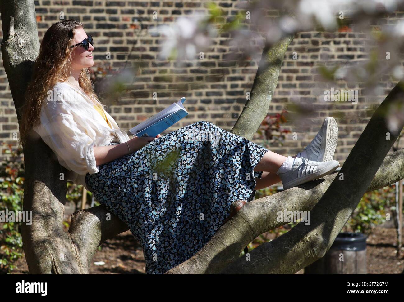 21 year old Amalia Maiden relaxes in the boughs of a tree in Holland ...