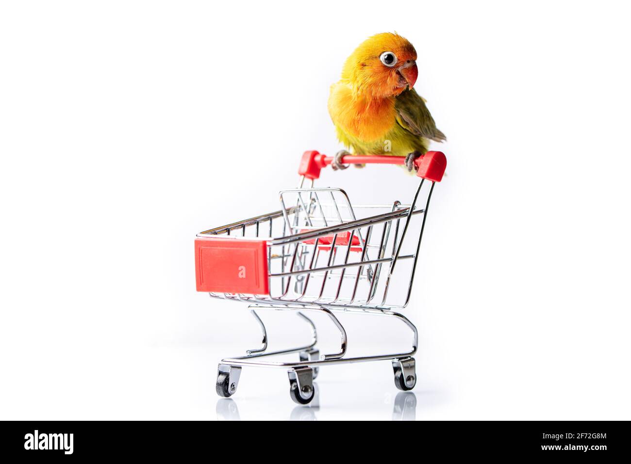 Bird on a supermarket trolley hi-res stock photography and images - Alamy