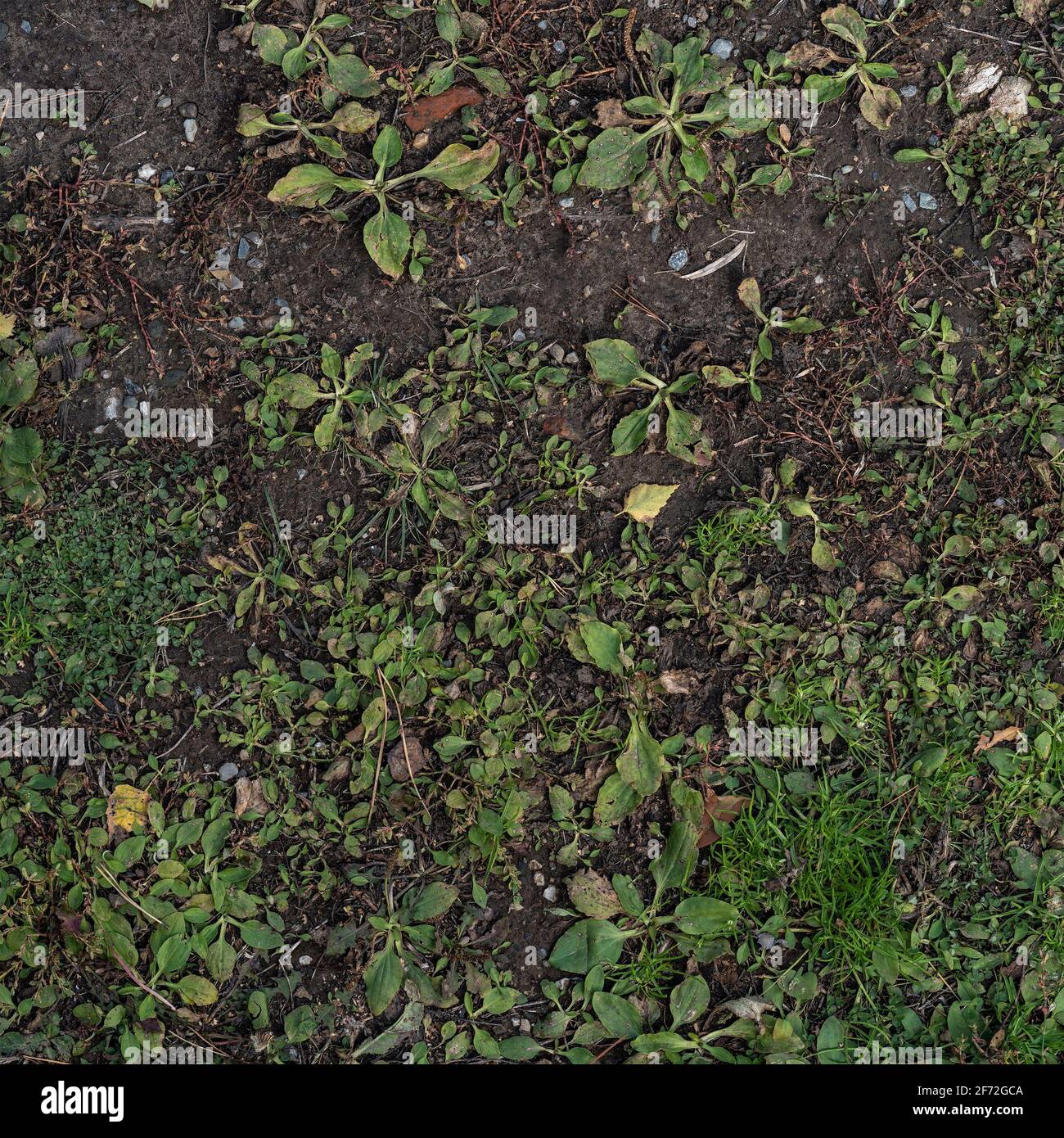 Square texture of forest ground with small plants Stock Photo - Alamy