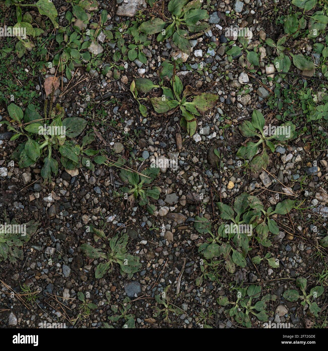 Square texture of forest ground with small plants Stock Photo - Alamy