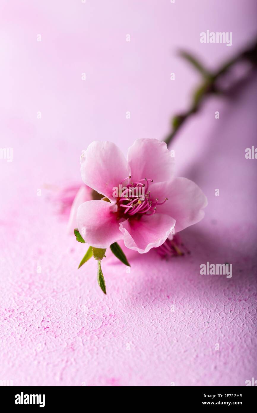 Single cherry blossom sakura flower hi-res stock photography and images ...