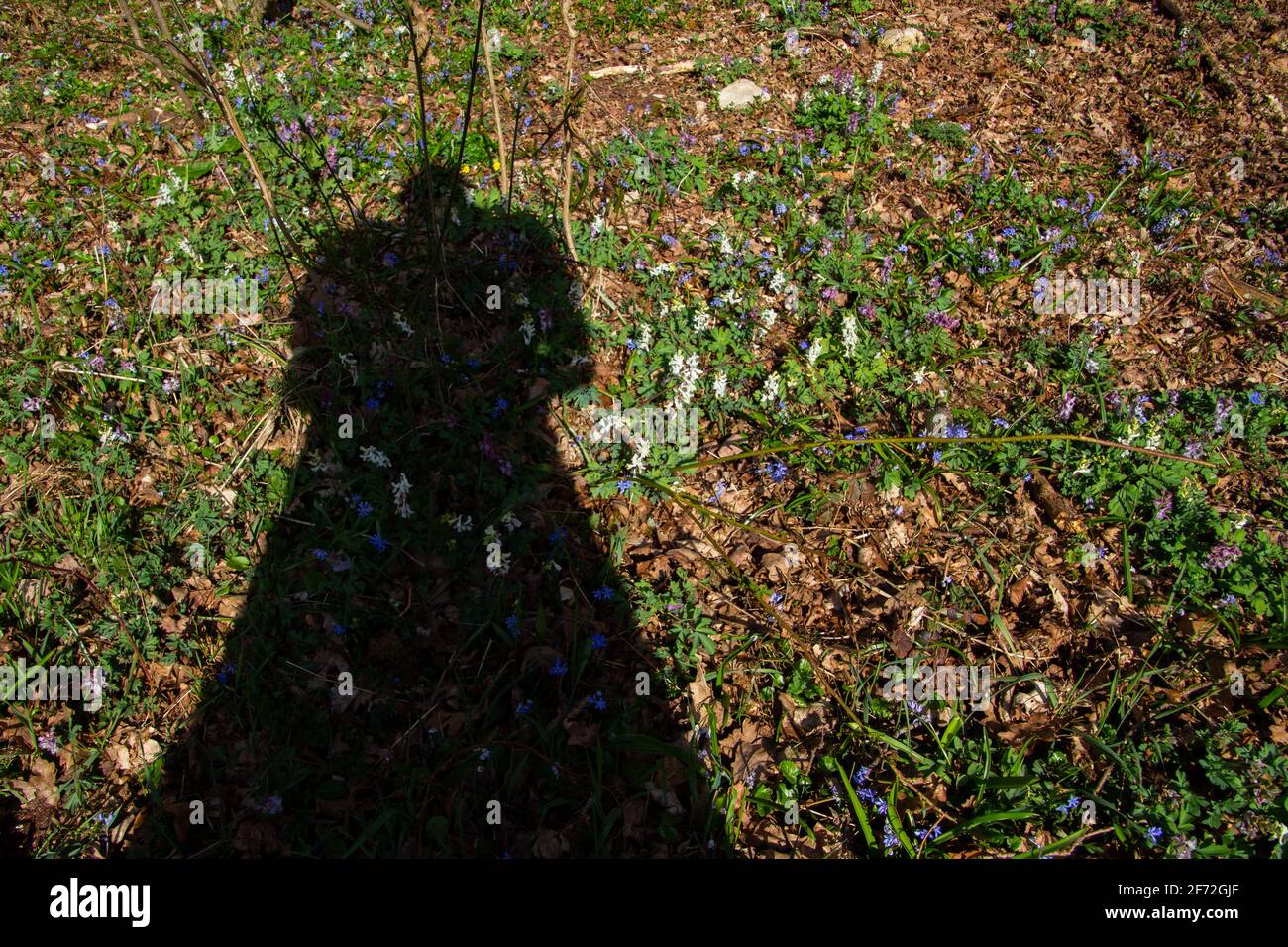 Human shadow in a spring forest meadow with blooming Corydalis cava ...