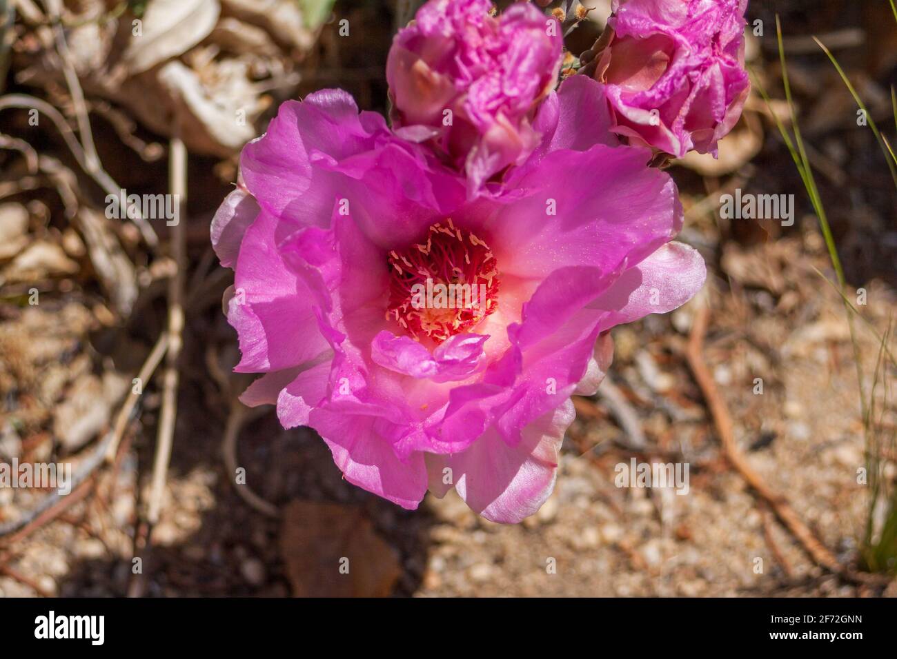 A pink cactus flower Stock Photo - Alamy