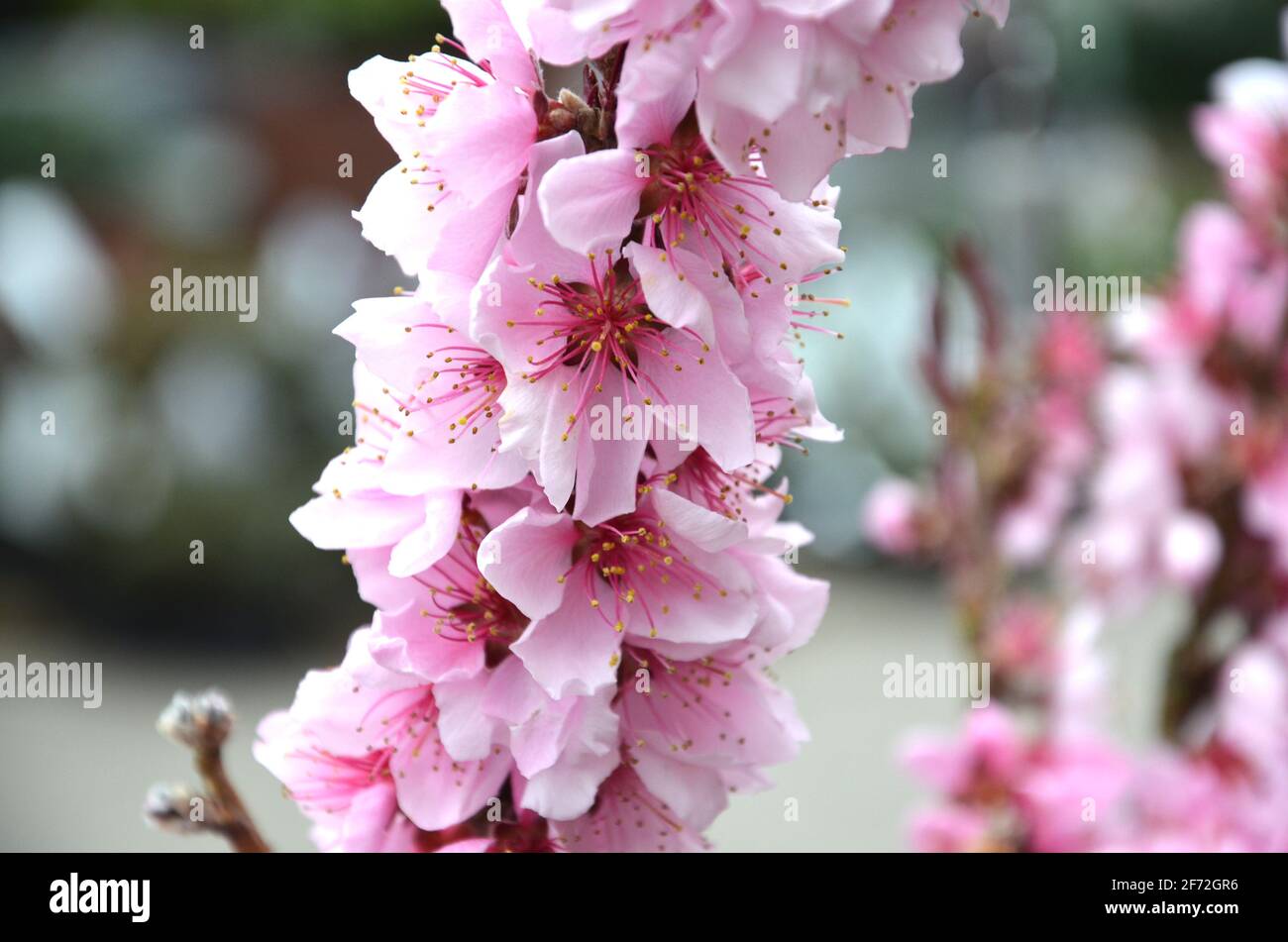 almond tree, pink bloom, almond tree in spring Stock Photo - Alamy