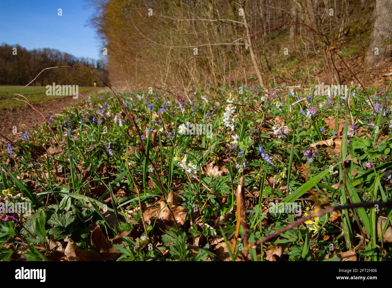 Spring forest meadow with blooming Corydalis cava Stock Photo - Alamy