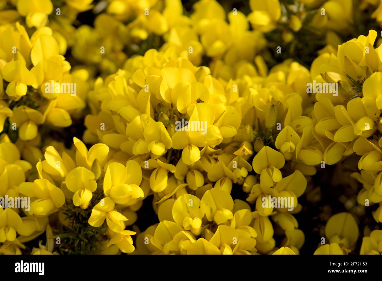 Botanical flower common gorse ulex europaeus hi-res stock photography ...