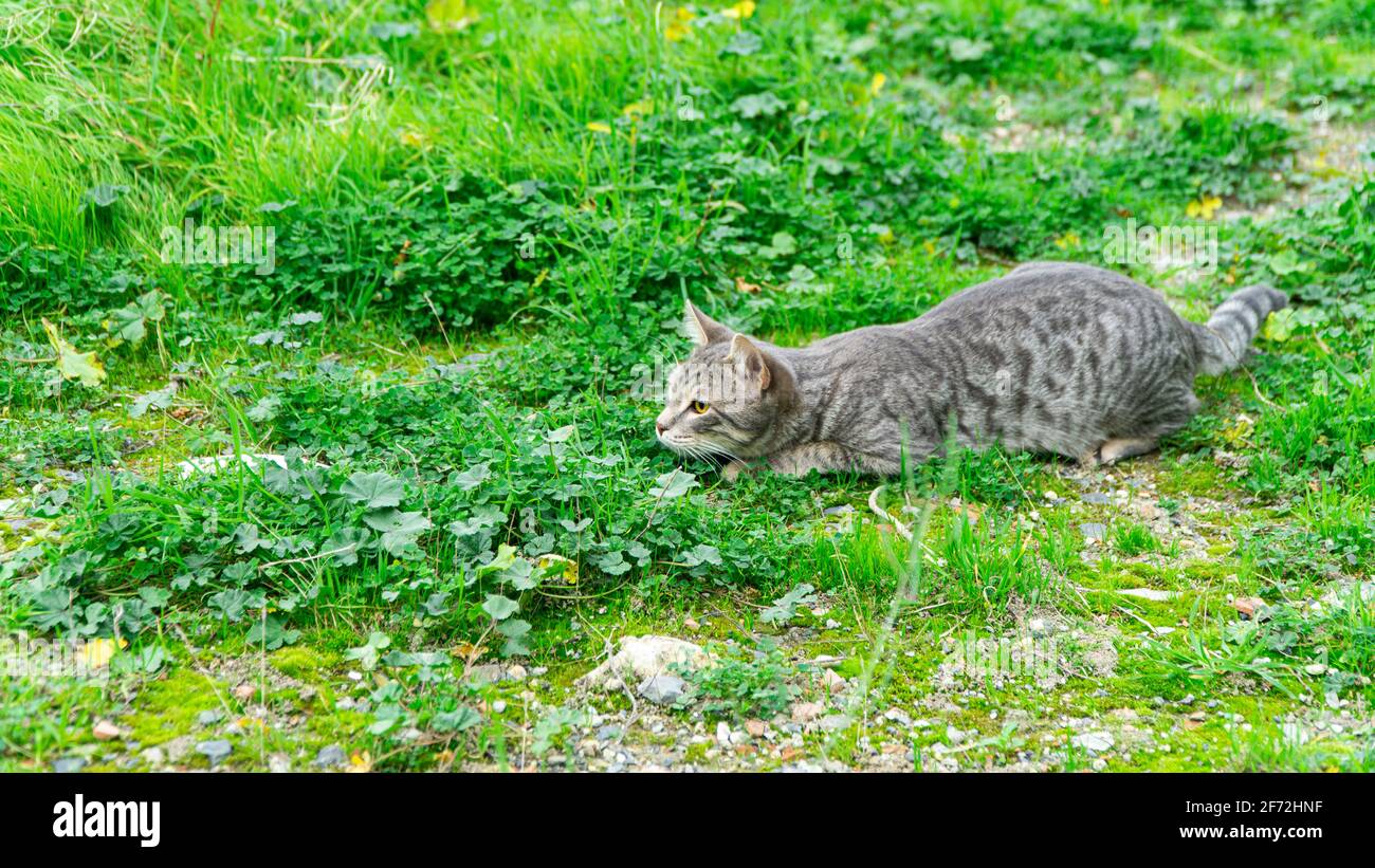 Close up cat hunting hi-res stock photography and images - Alamy