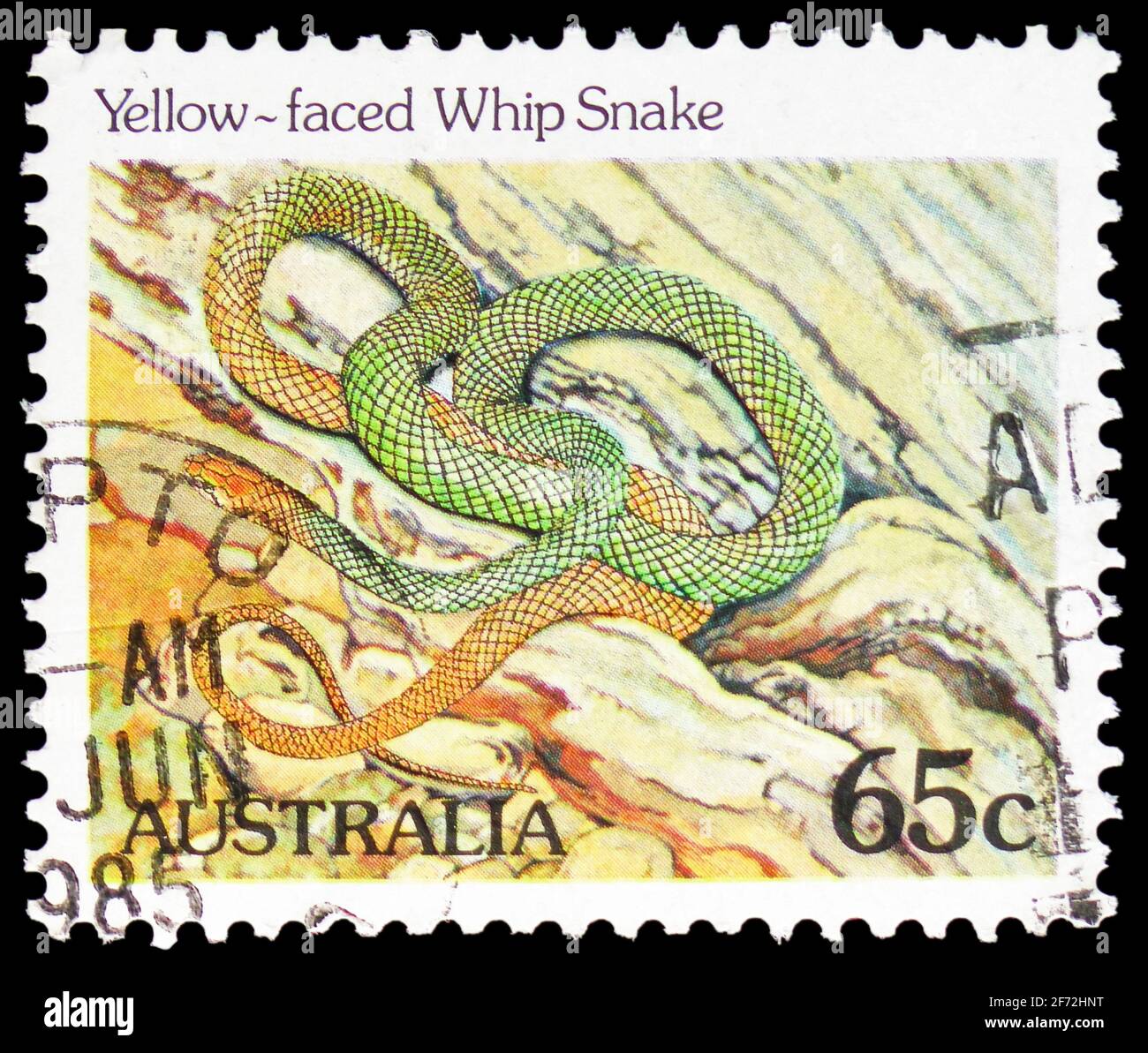 Demansia reticulata hi-res stock photography and images - Alamy