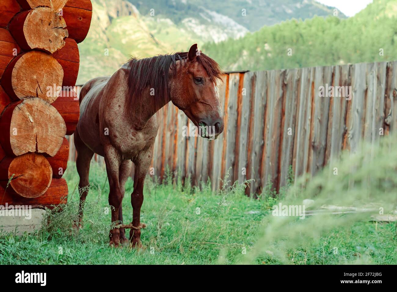 Beautiful horse ranch with sunset Stock Photo - Alamy
