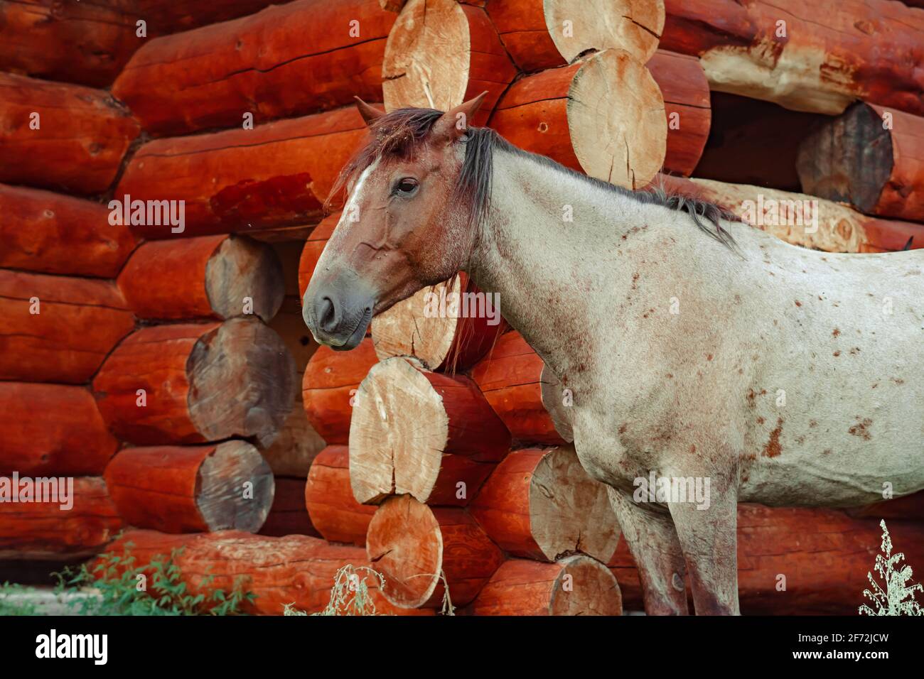 Beautiful horse ranch with sunset Stock Photo - Alamy