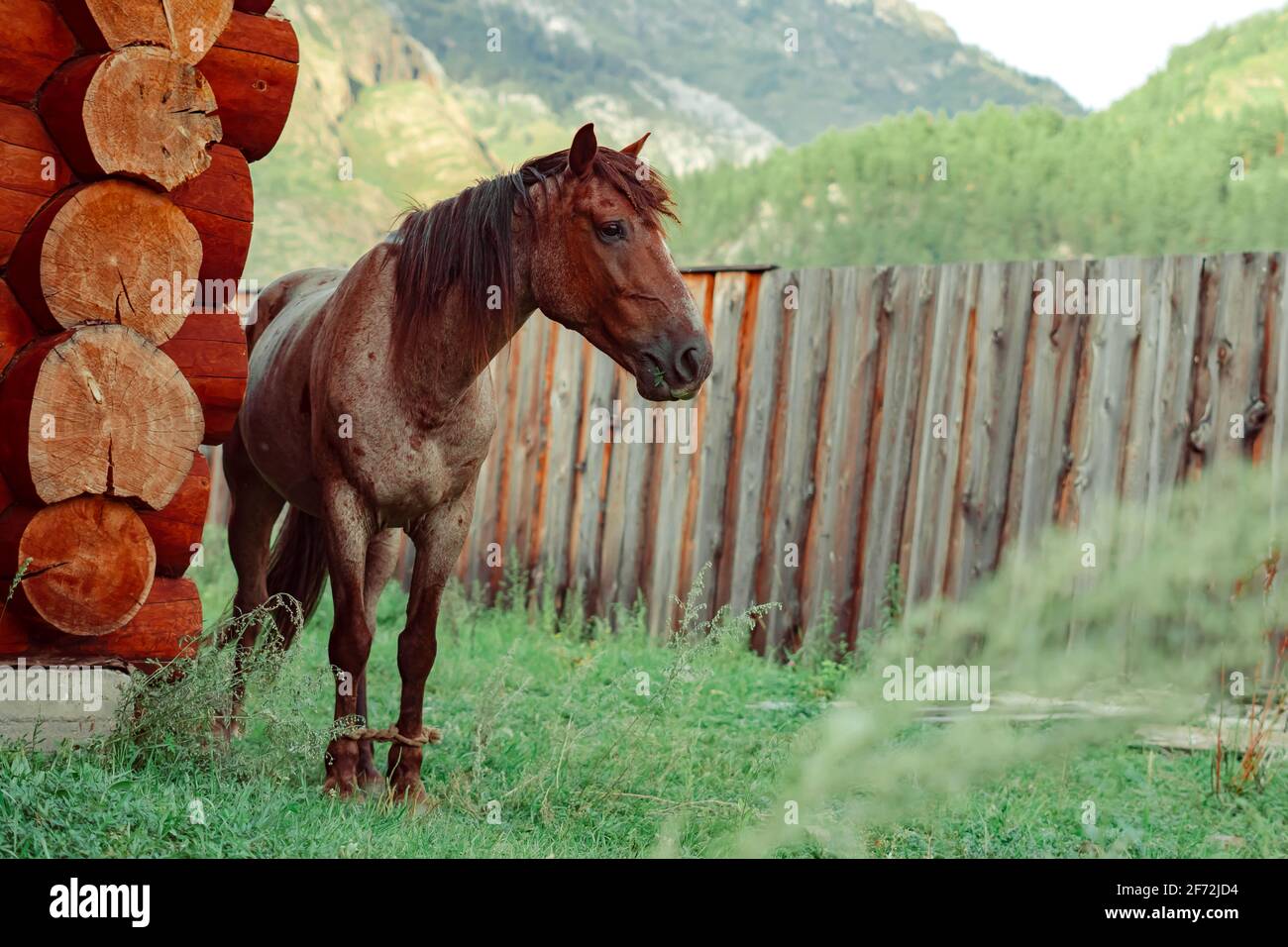 Beautiful horse ranch with sunset Stock Photo - Alamy