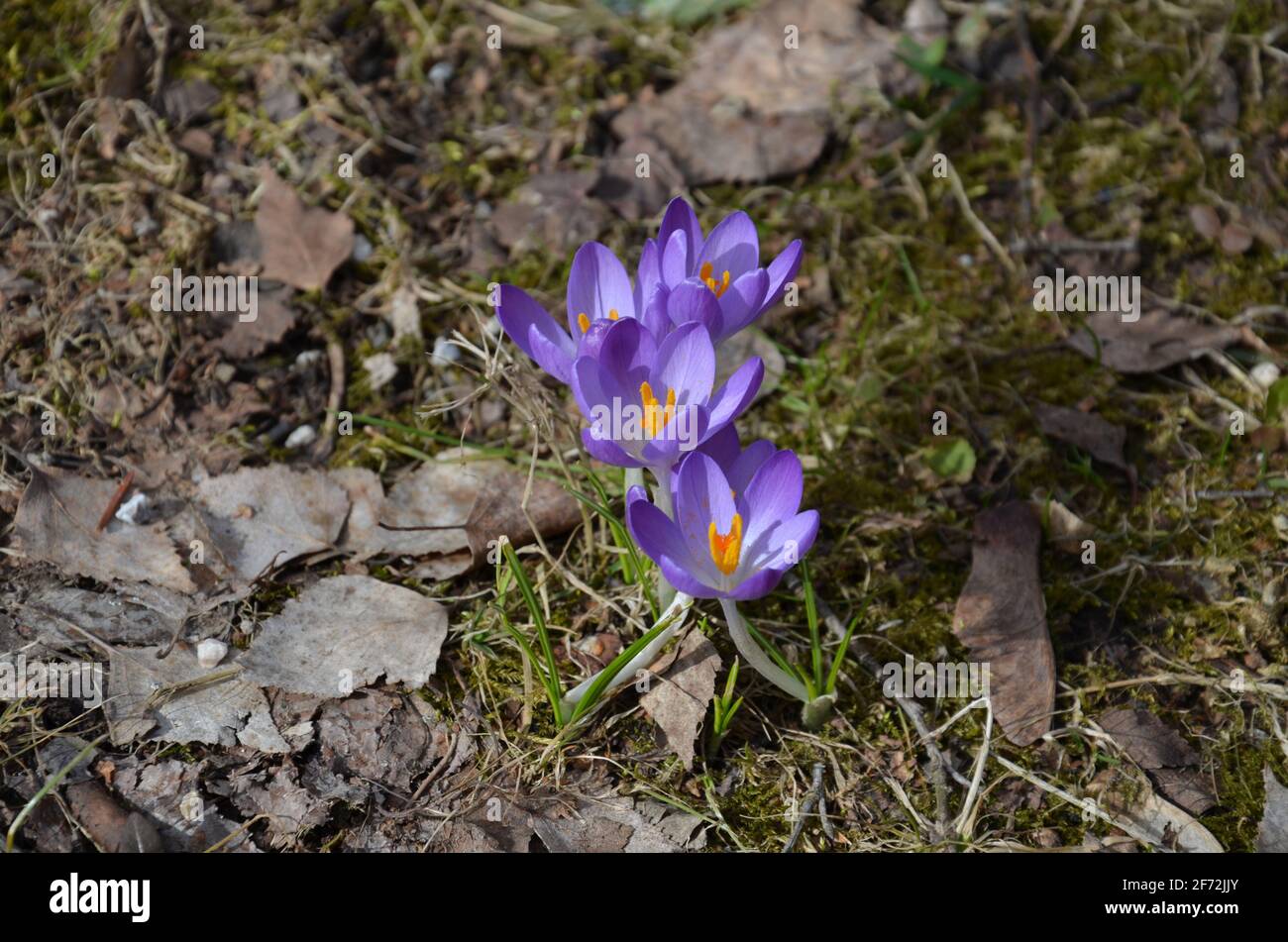 lilac crocuses in spring, spring flowers, first flowers, crocuses close ...