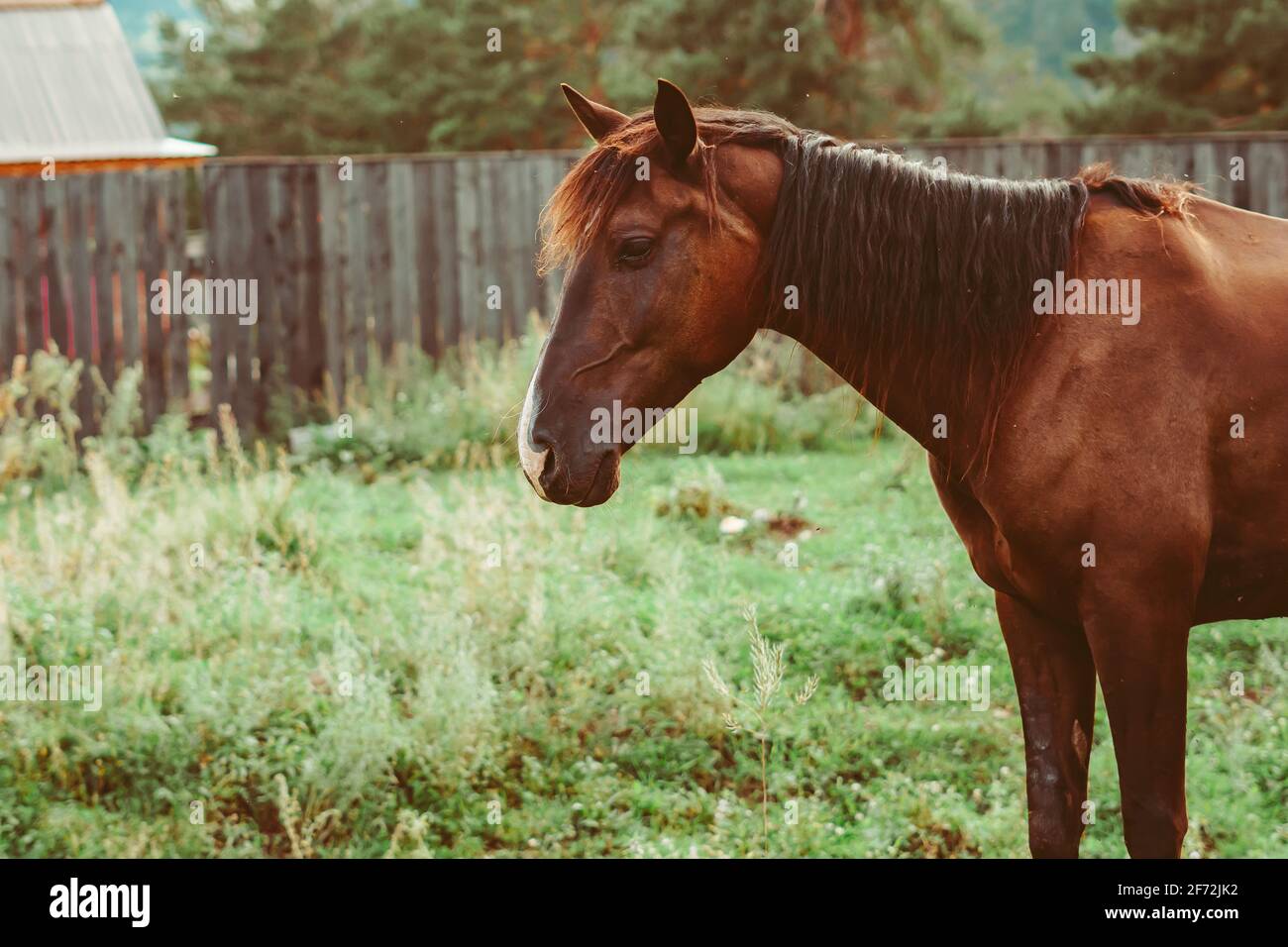 Beautiful horse ranch with sunset Stock Photo - Alamy