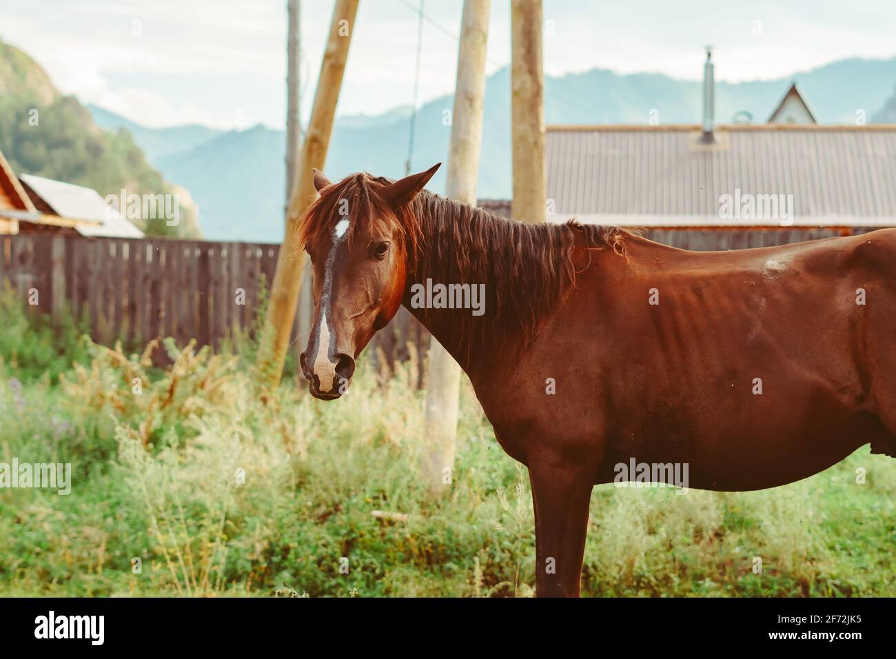 Beautiful horse ranch with sunset Stock Photo - Alamy