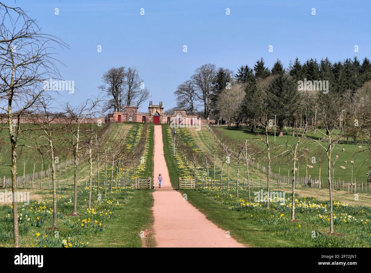 young woman walks her dog past the daffodils that line the long walk to ...