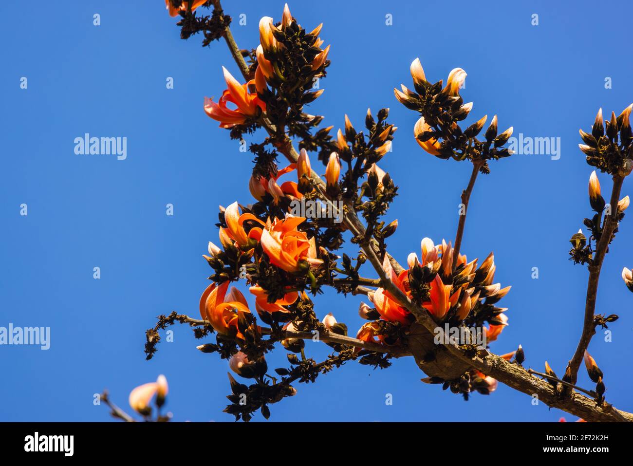 Flame forest flowers hi-res stock photography and images - Alamy