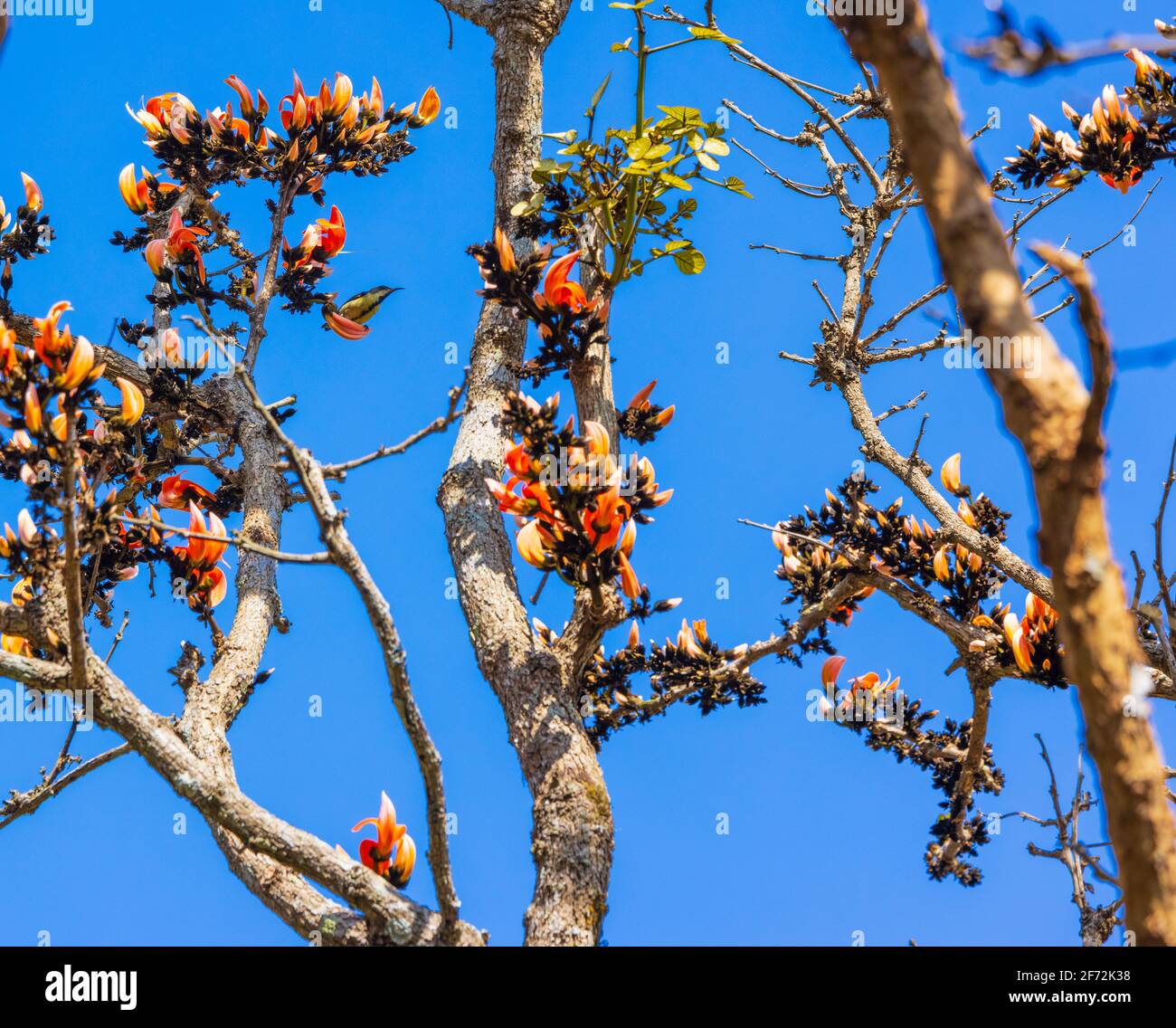 Flame forest flowers hi-res stock photography and images - Alamy