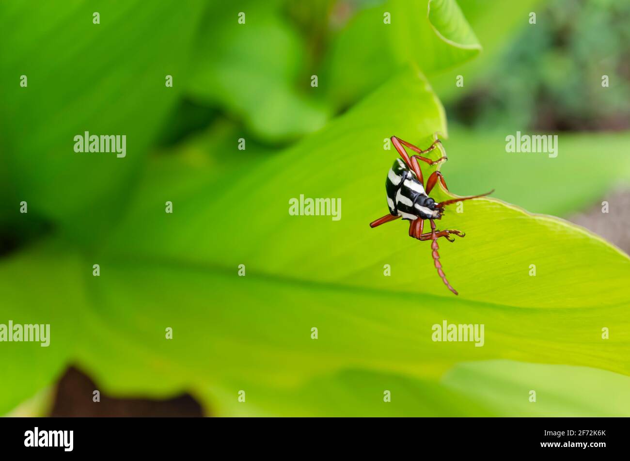 White Striped Longhorn Beetle High Resolution Stock Photography and ...