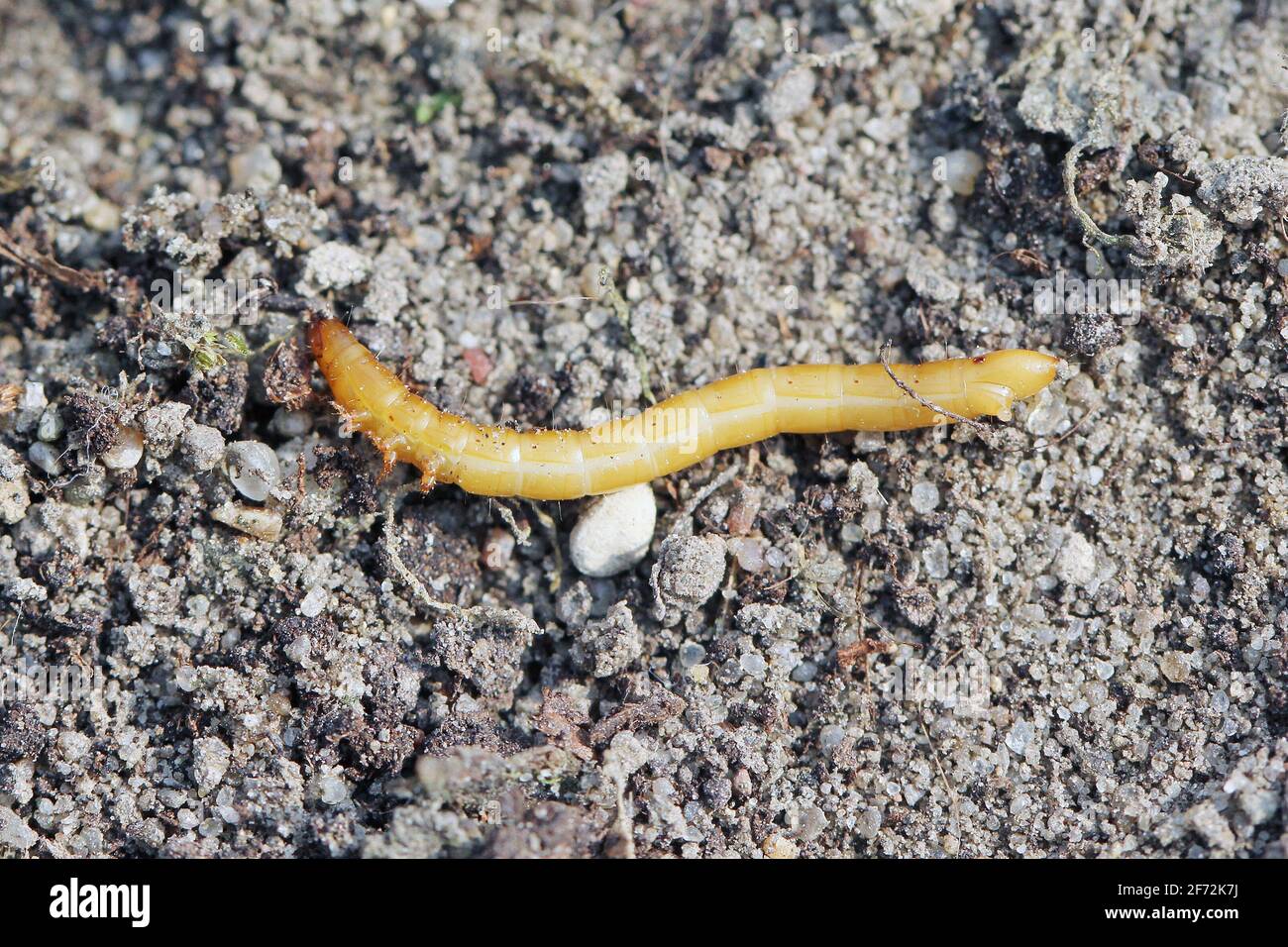 Wireworms - Larvae of Agriotes a species of beetle from the family of ...