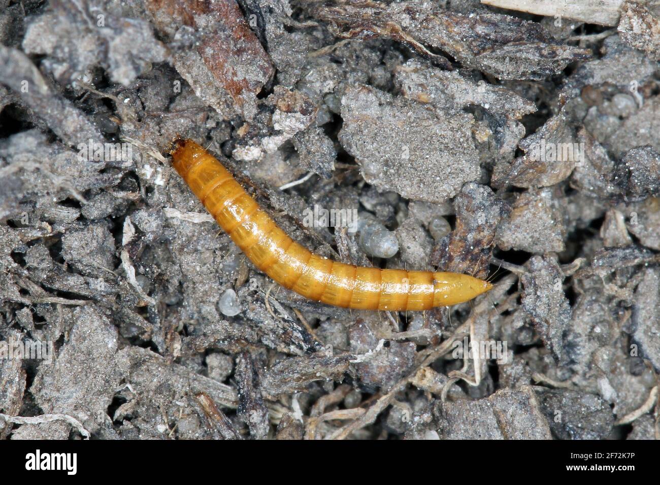 Wireworms - Larvae of Agriotes a species of beetle from the family of ...