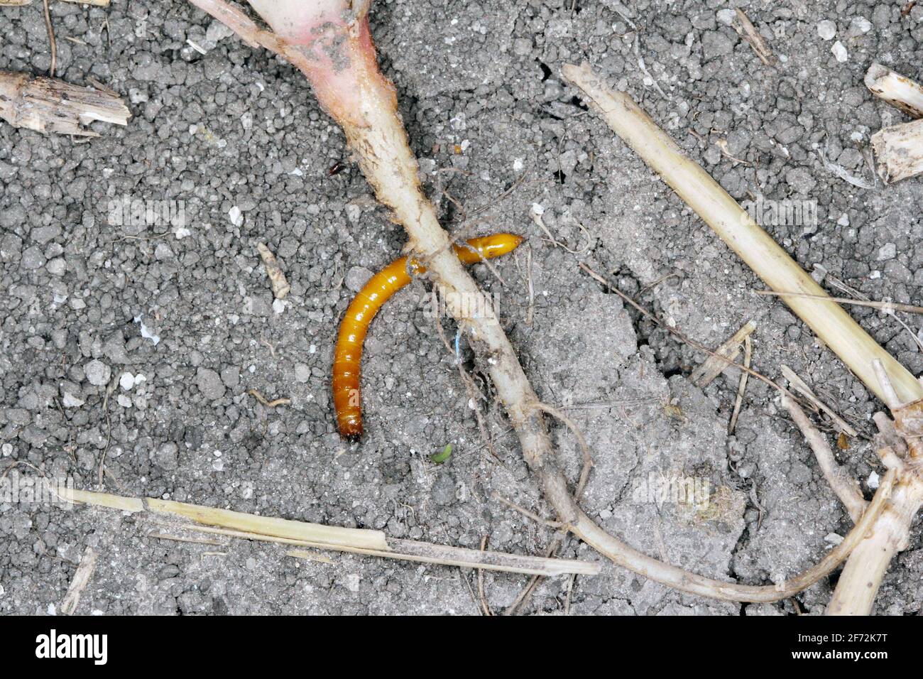 Wireworms - Larvae of Agriotes a species of beetle from the family of ...