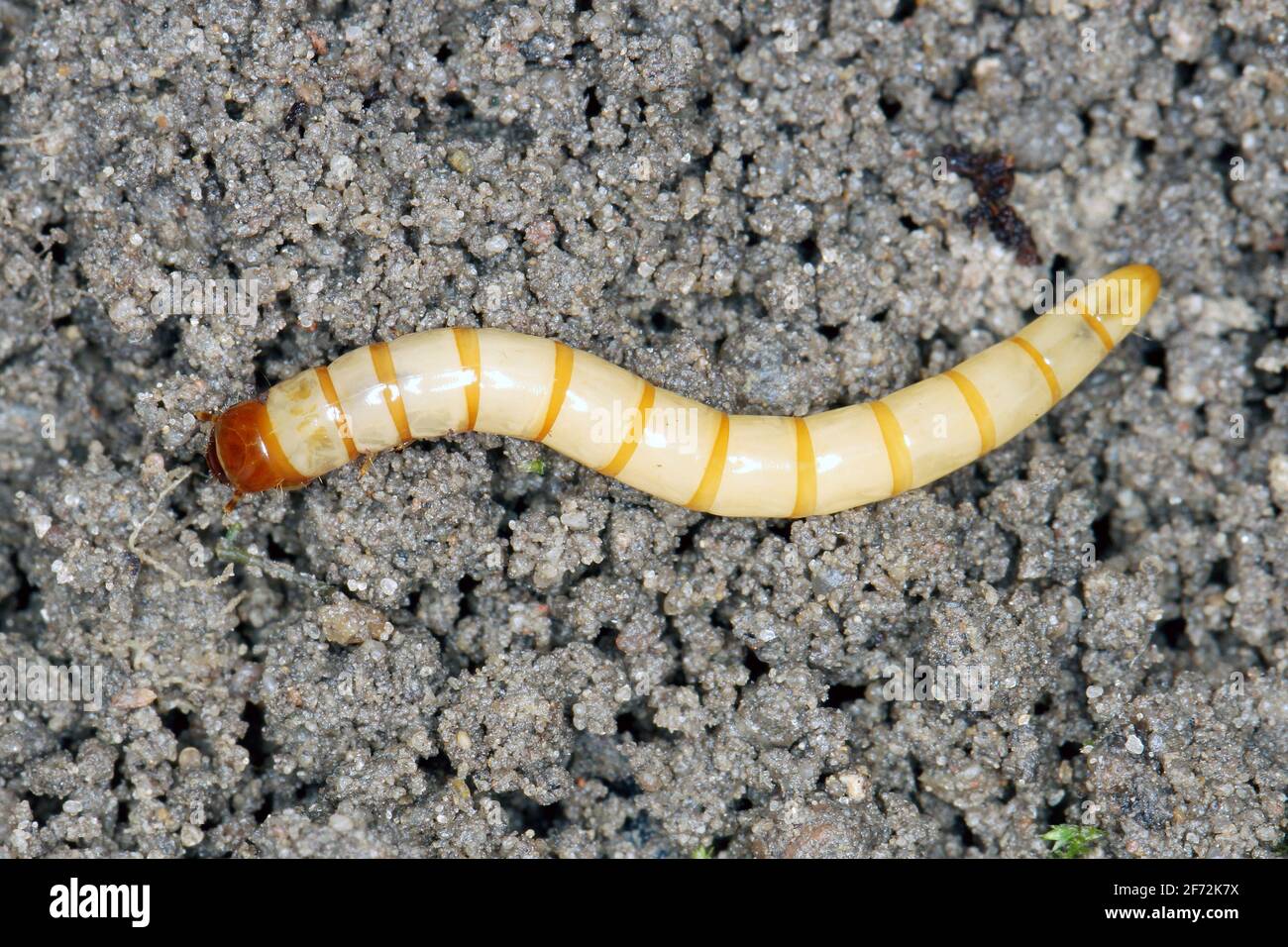 Wireworms - Larvae of Agriotes a species of beetle from the family of ...