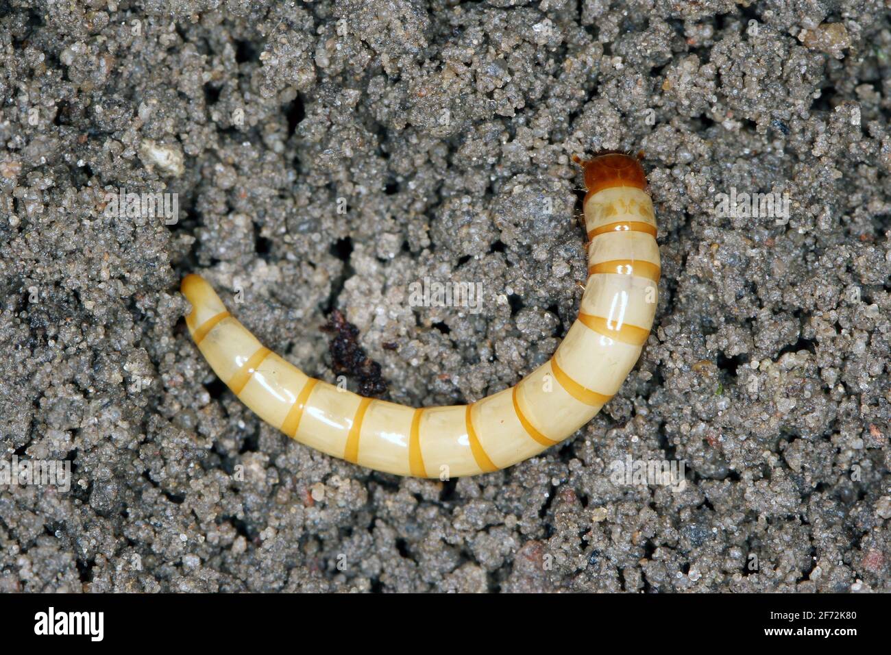 Wireworms - Larvae of Agriotes a species of beetle from the family of ...