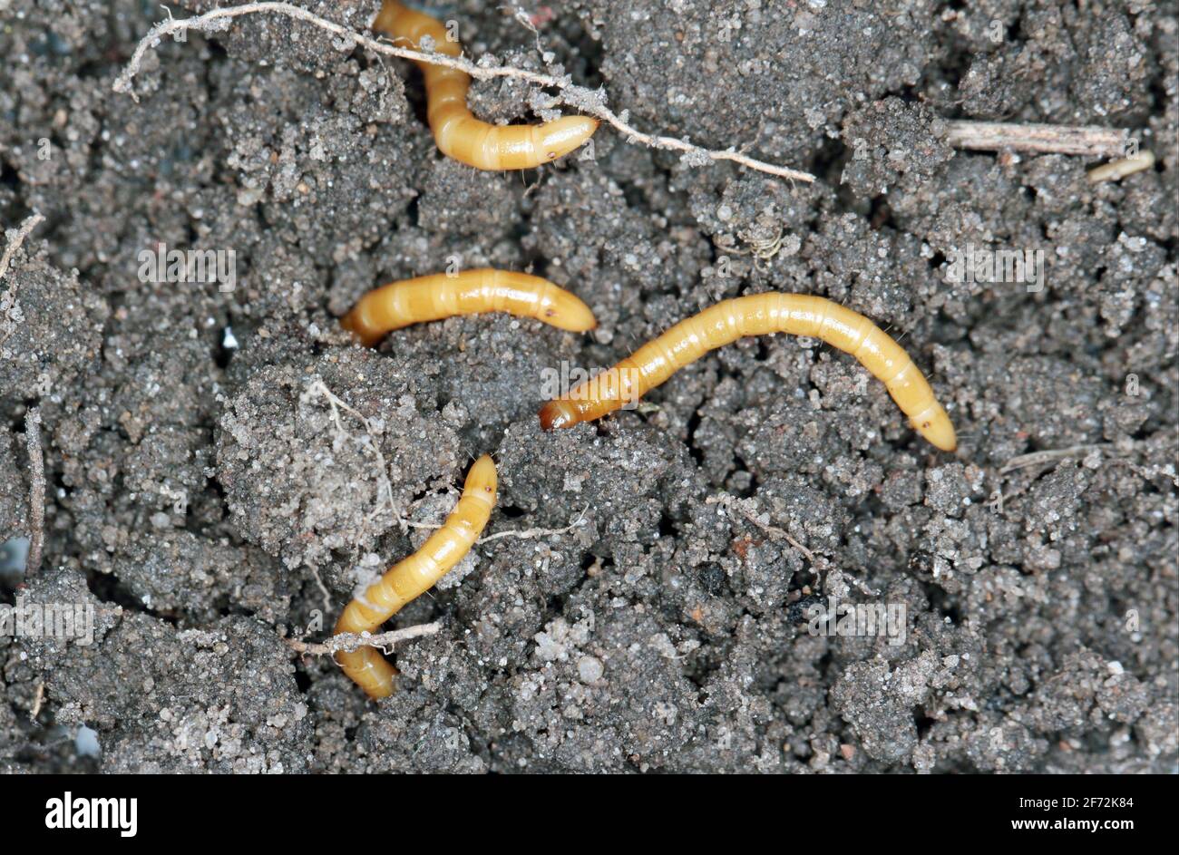 Wireworms - Larvae of Agriotes a species of beetle from the family of ...