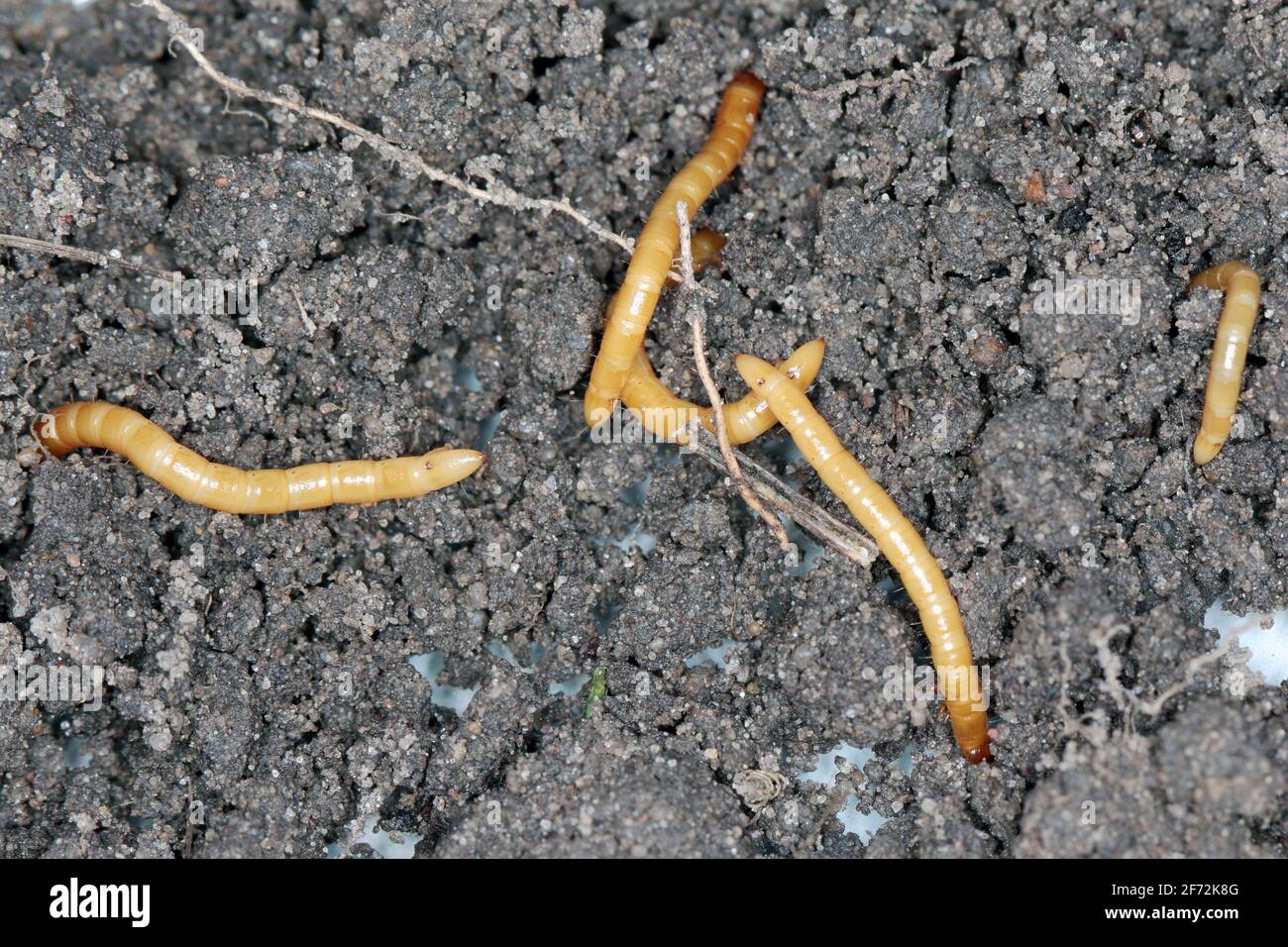 Wireworms - Larvae of Agriotes a species of beetle from the family of ...
