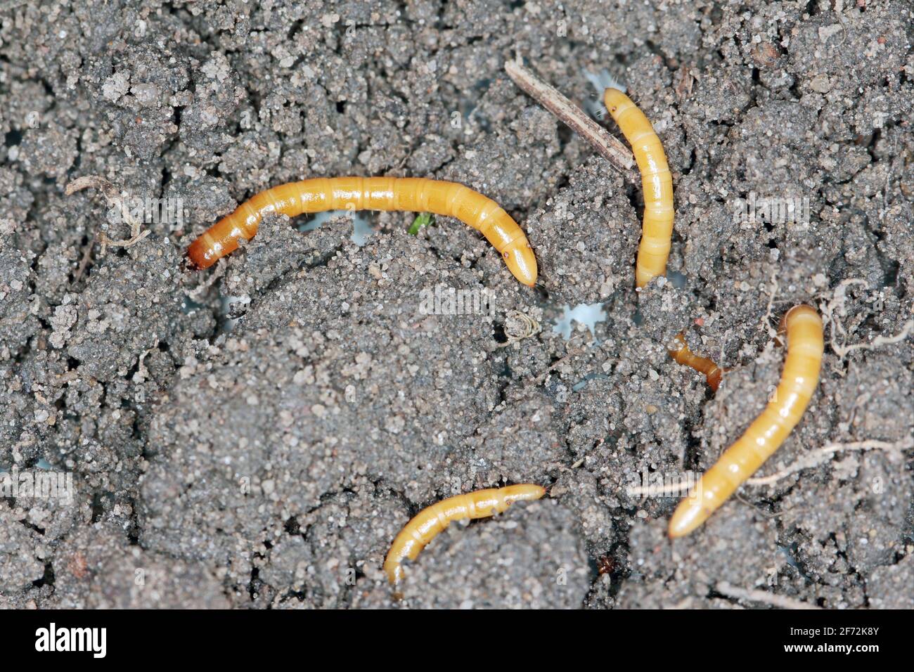 Wireworms - Larvae of Agriotes a species of beetle from the family of ...