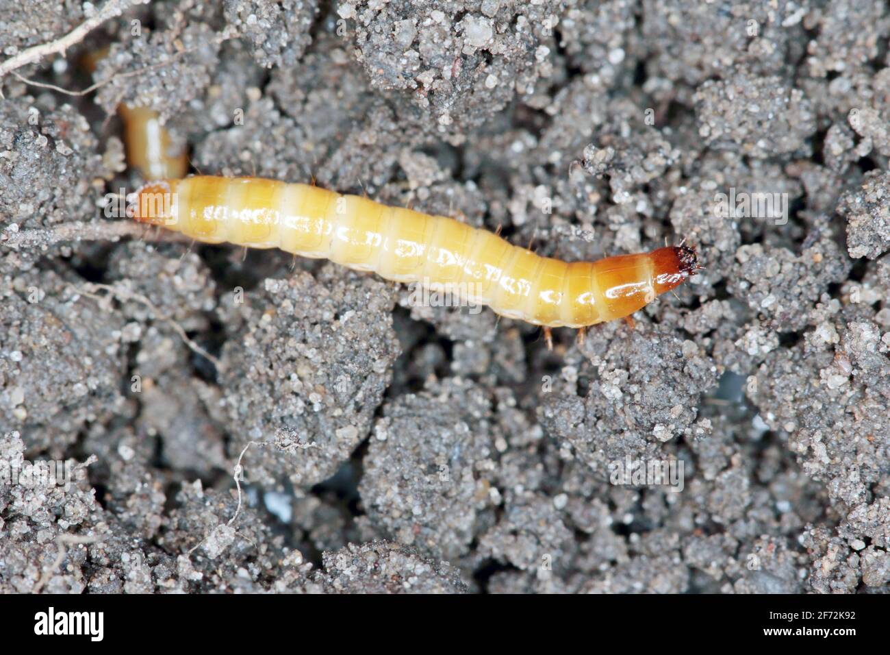 Wireworms - Larvae of Agriotes a species of beetle from the family of ...