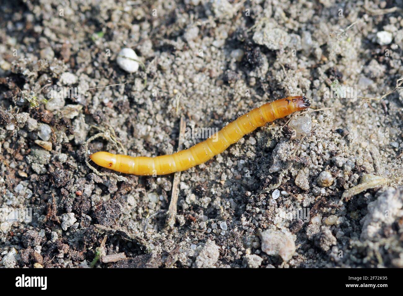 Wireworms - Larvae of Agriotes a species of beetle from the family of ...