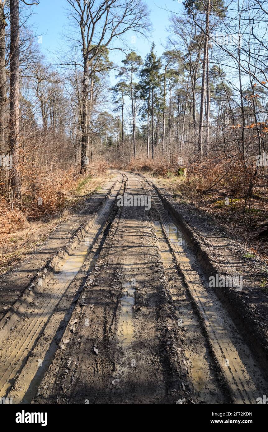 Empty road, trail or hiking path leading through a forest in the ...