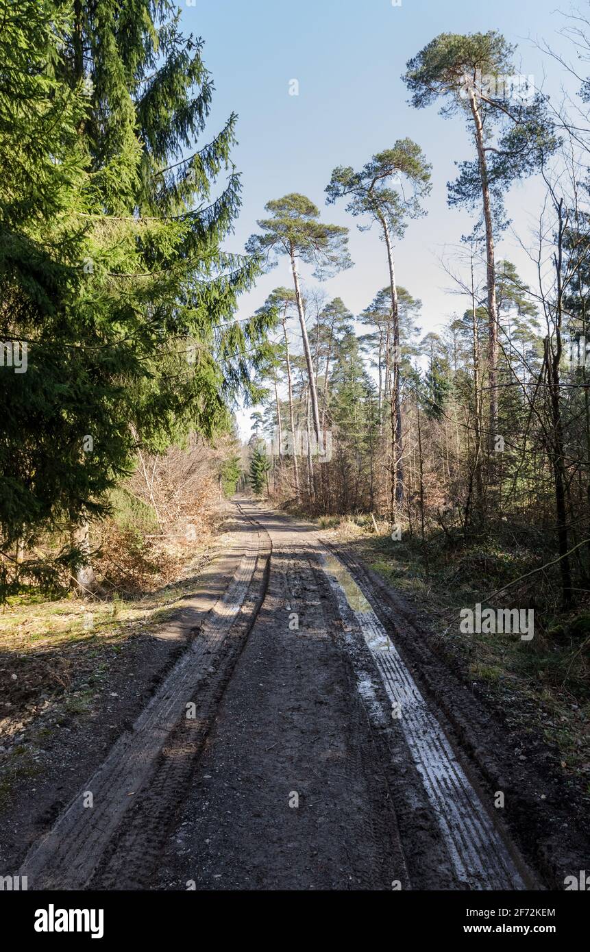 Empty forest path hi-res stock photography and images - Alamy