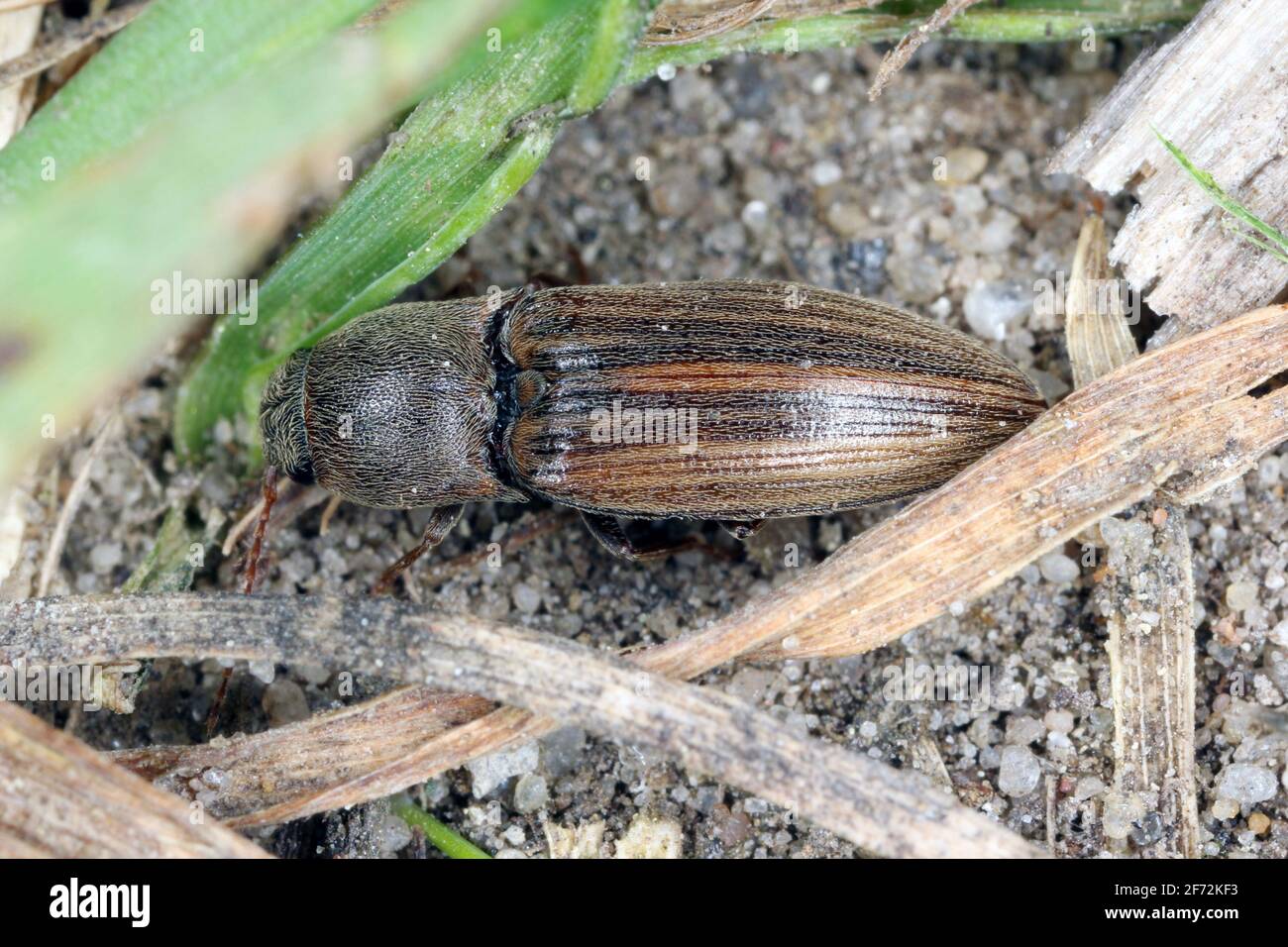 Agriotes lineatus is a species of beetle from the family of Elateridae ...
