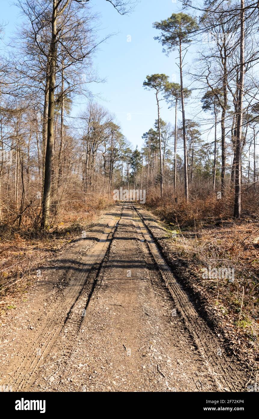 Empty forest path hi-res stock photography and images - Alamy