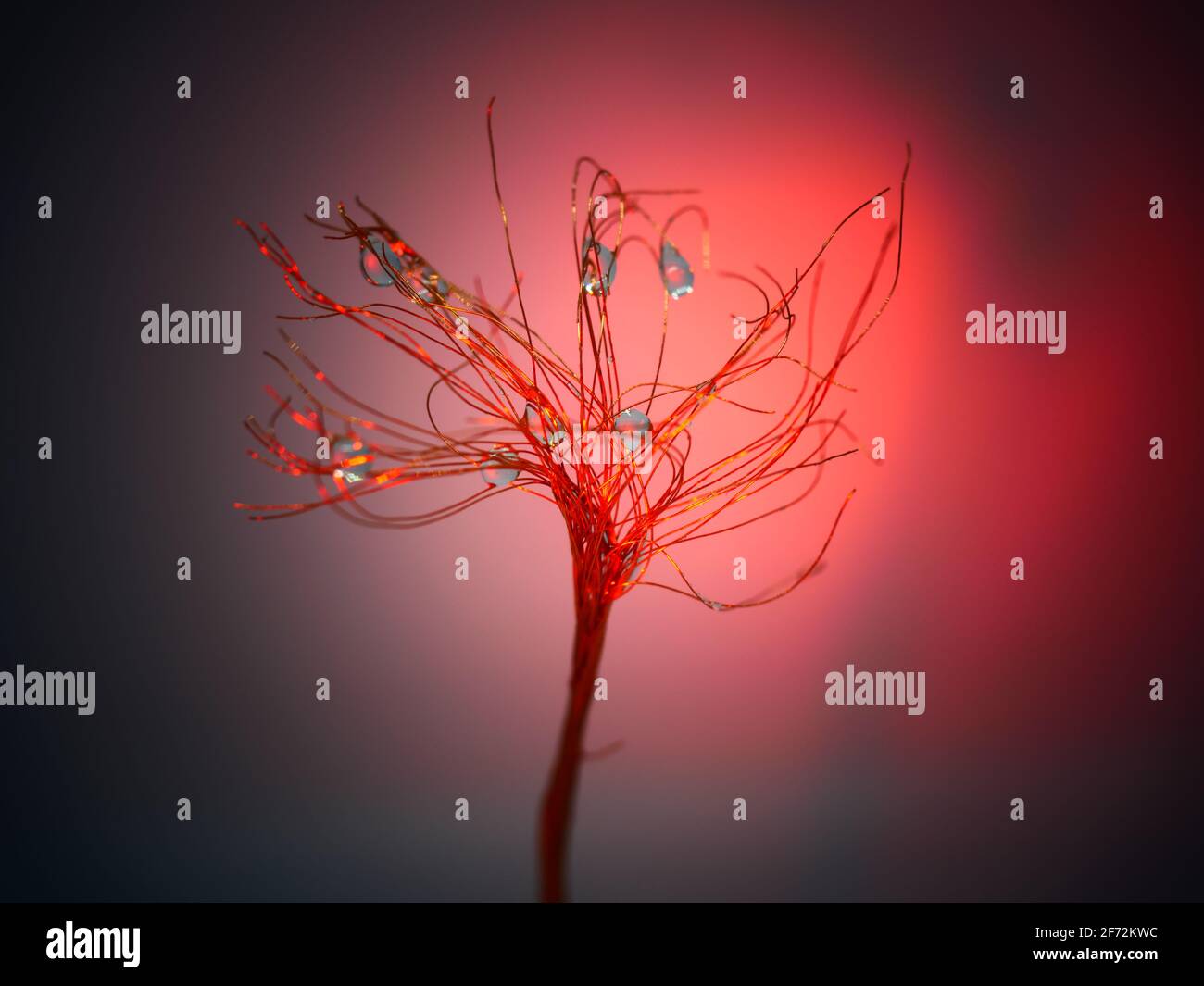 Abstract Macro Photography droplets, glass and metal Stock Photo - Alamy