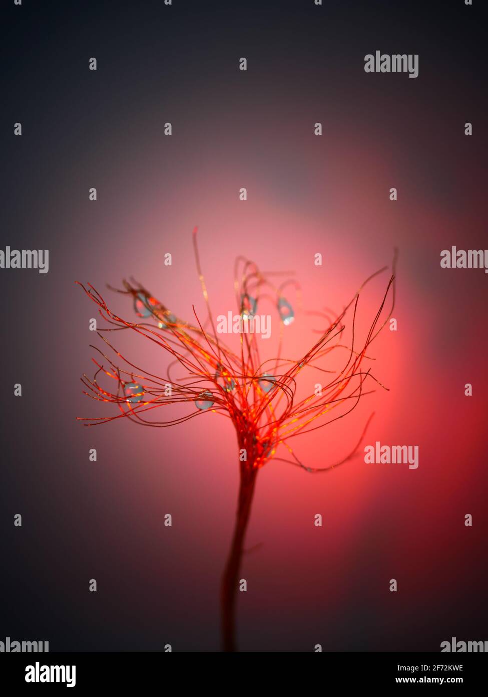 Abstract Macro Photography droplets, glass and metal Stock Photo - Alamy