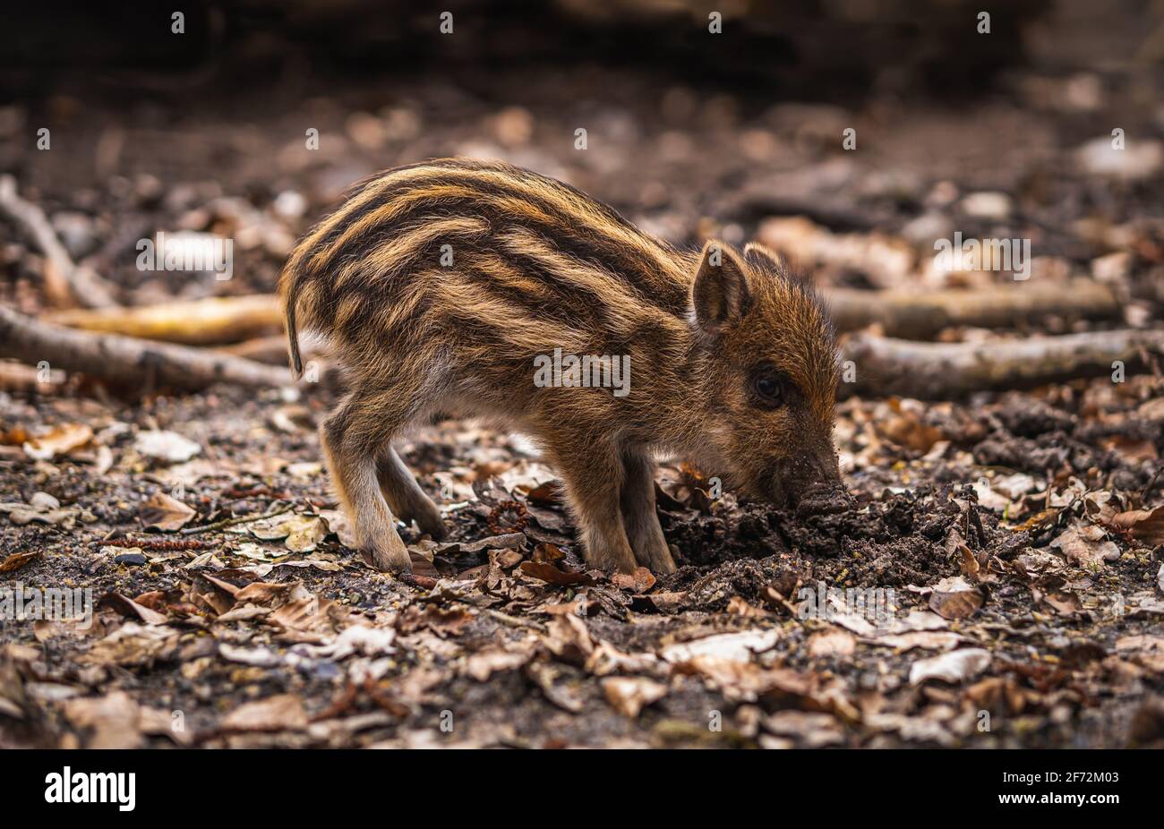 Baby Boar Botan