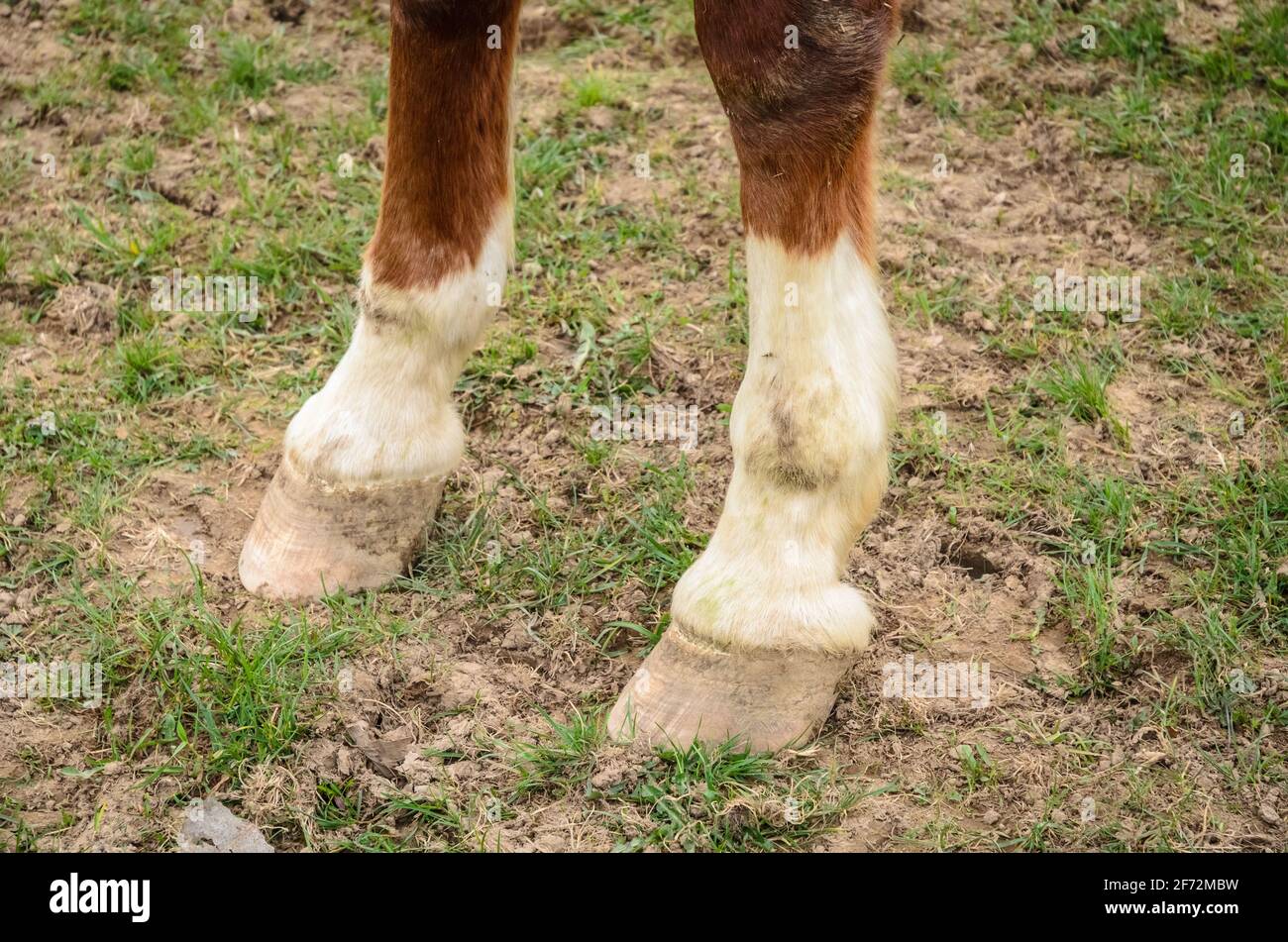 Horse hoof anatomy hi-res stock photography and images - Alamy