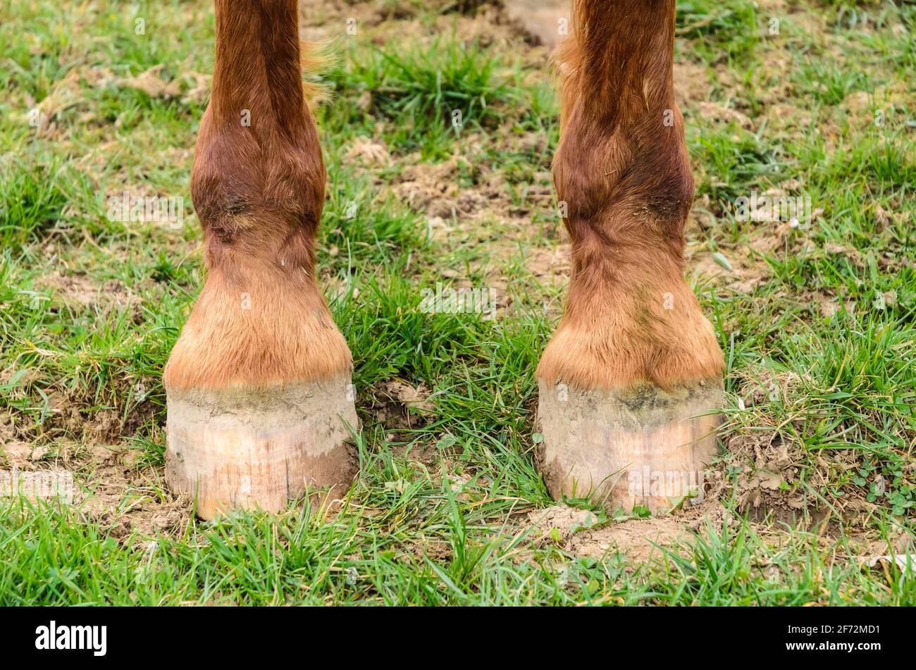 Horse hoof anatomy hi-res stock photography and images - Alamy