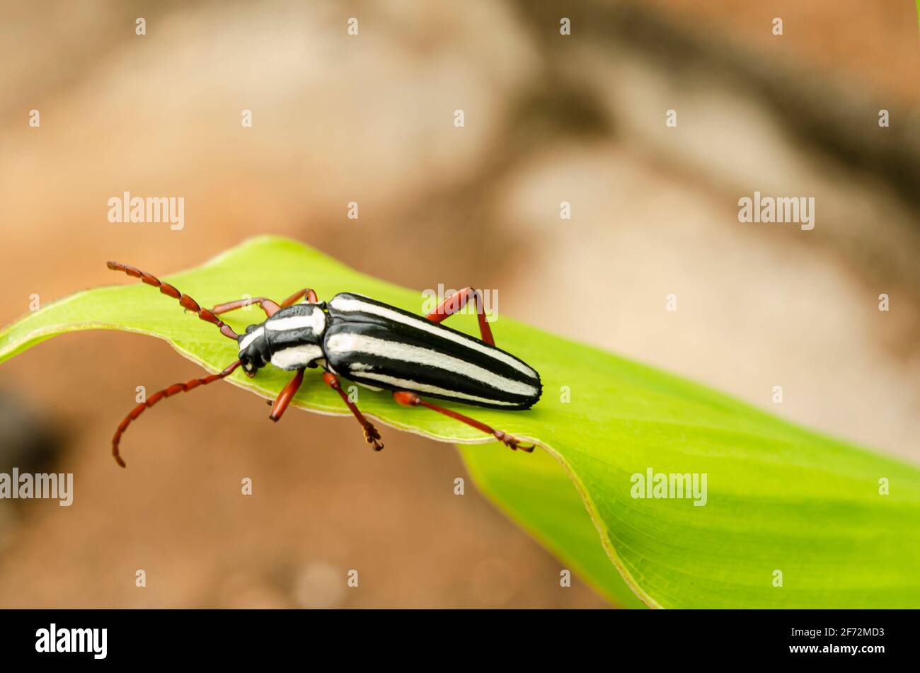 Black and white striped bugs hi-res stock photography and images - Alamy