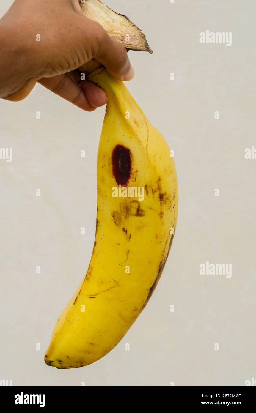 Holding Plantain By Stem Stock Photo - Alamy