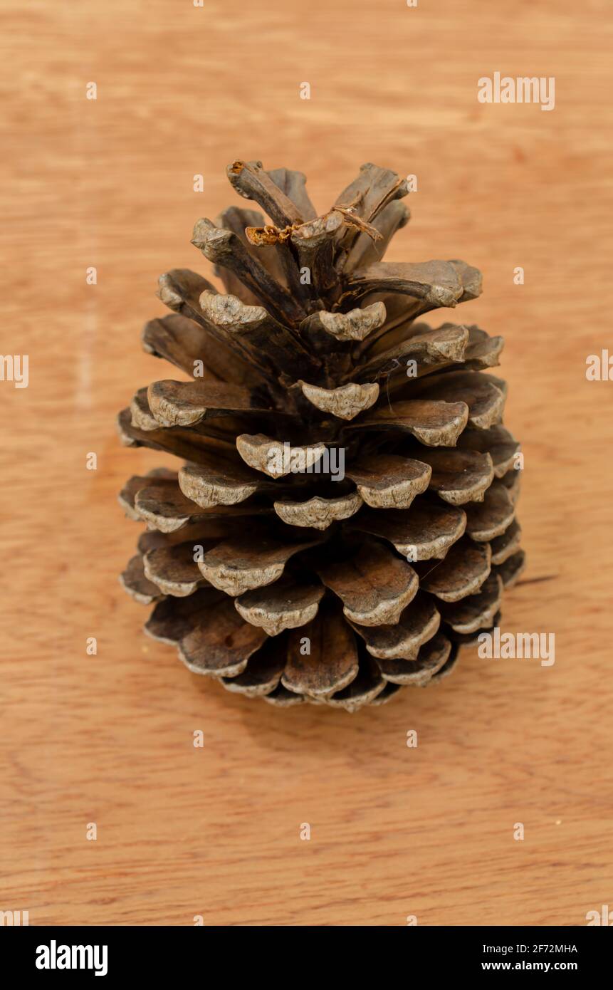 Pine cone scales hi-res stock photography and images - Alamy