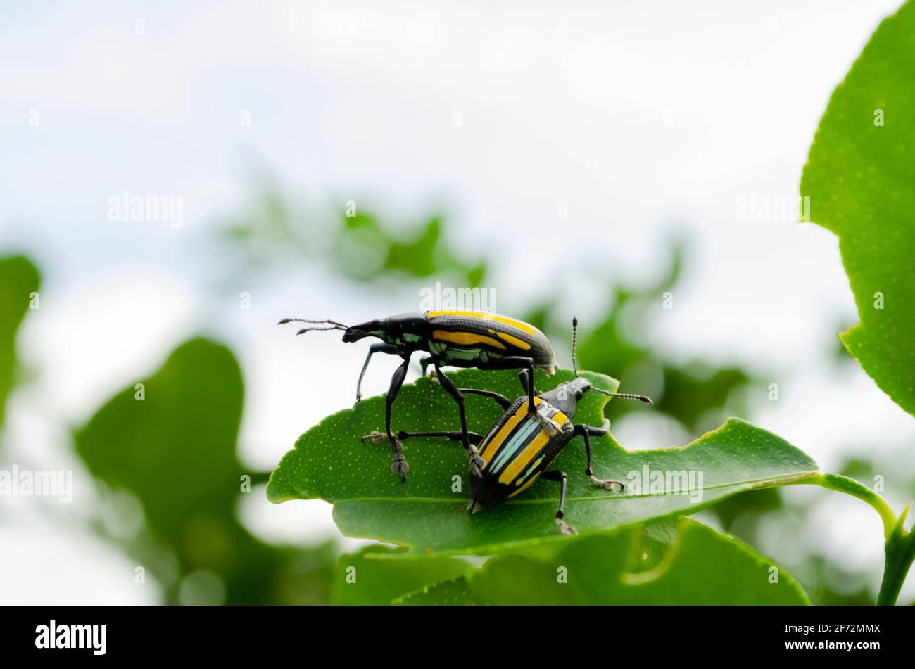 Insects on citrus trees hi-res stock photography and images - Alamy