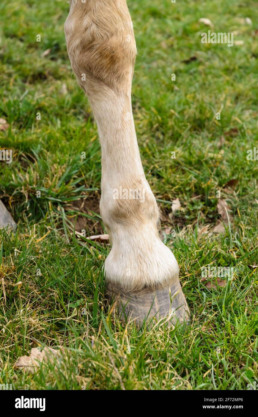 Horse Hoof Anatomy High Resolution Stock Photography And Images Alamy