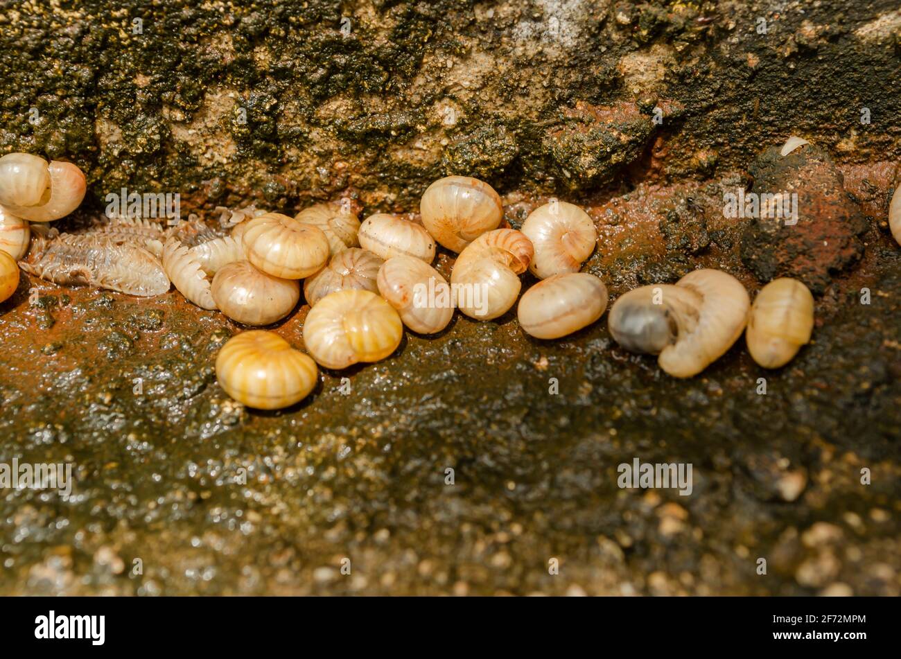 Coleoptera larvae hi-res stock photography and images - Alamy